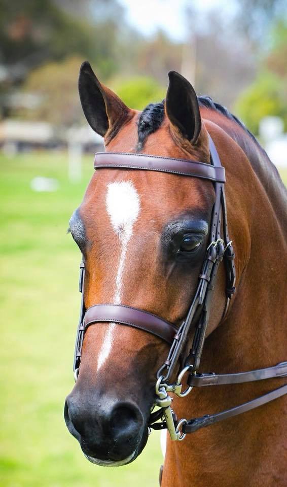 David Quayle Custom Made Show Weymouth bridle (Raised) – DQ Saddlery